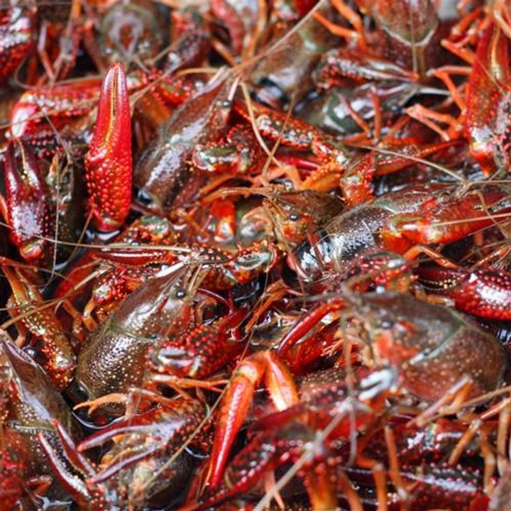 Live Louisiana Crawfish - (Frisco Pickup) – Revel Patio Grill